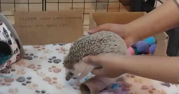 Komunitas Pecinta Hewan Edukasi Ragam Jenis Binatang kepada Masyarakat ...