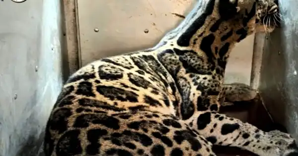 BKSDA Duga Macan Dahan Sumatera Mati karena Anemia