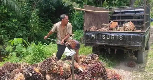 Harga TBS di Aceh Selatan Capai Rp 2.450 per Kilogram