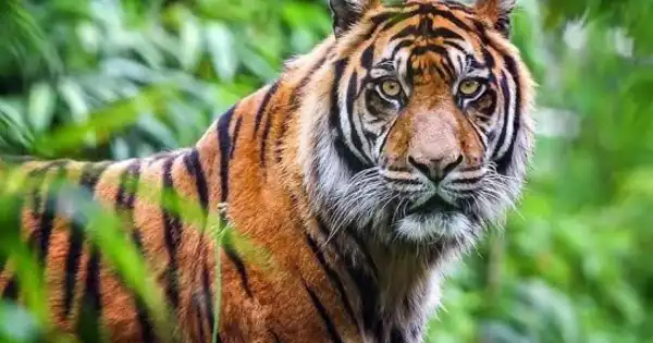 Harimau Sumatra Terkam Seekor Sapi Milik Warga Aceh Tenggara