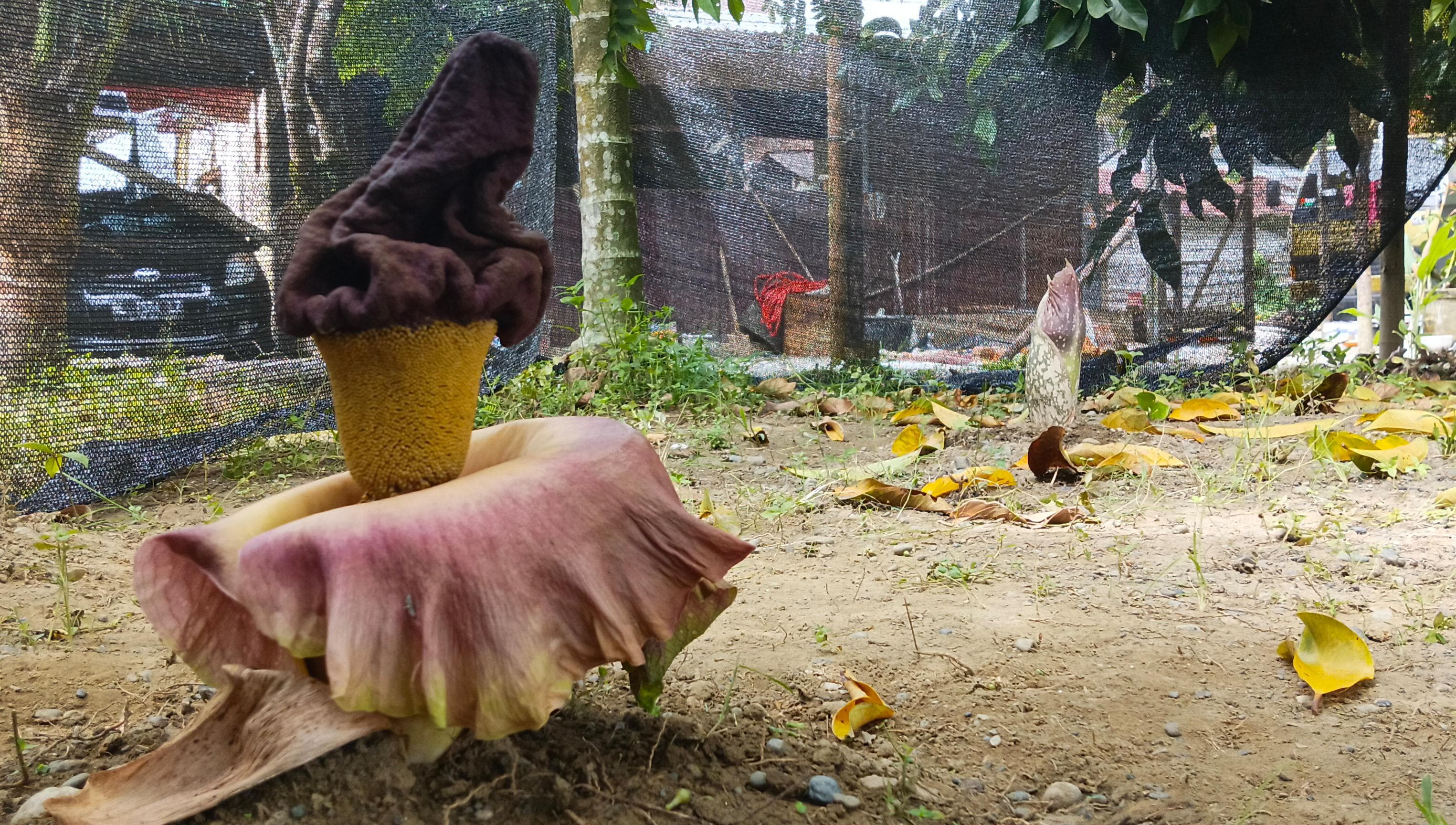 Warga Aceh Barat Tanam Porang Tumbuh Bunga Bangkai