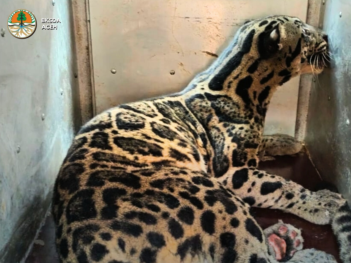 Seekor Macan Dahan Sumatera Mati di Kandang BKSDA Aceh