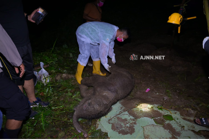 2024, Tujuh Ekor Gajah Mati di Aceh