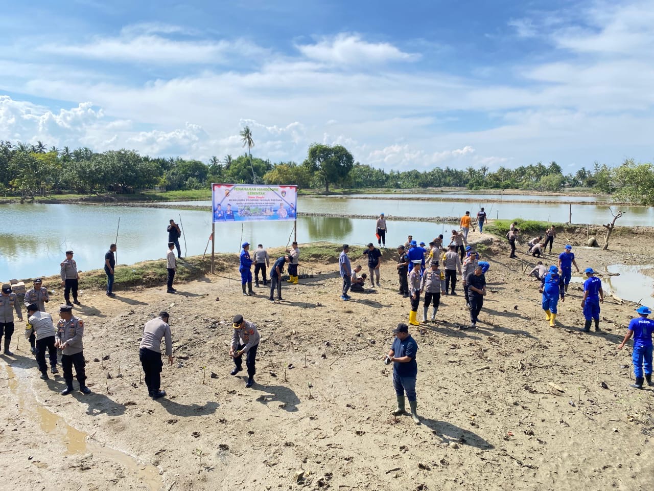 200 Bibit Mangrove Ditanam di Pesisir Aceh Timur