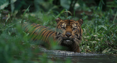 Babi Kuburu, Harimau Kujelang
