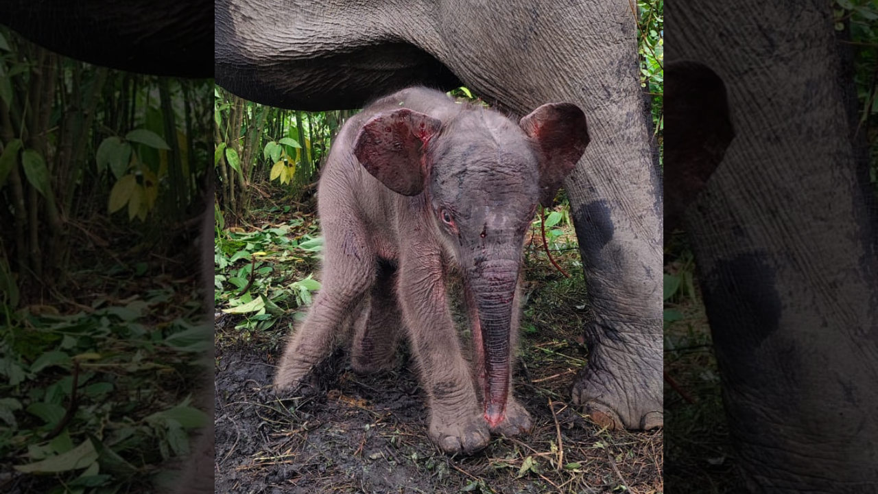 Bayi Gajah Sumatera Lahir di CRU DAS Peusangan