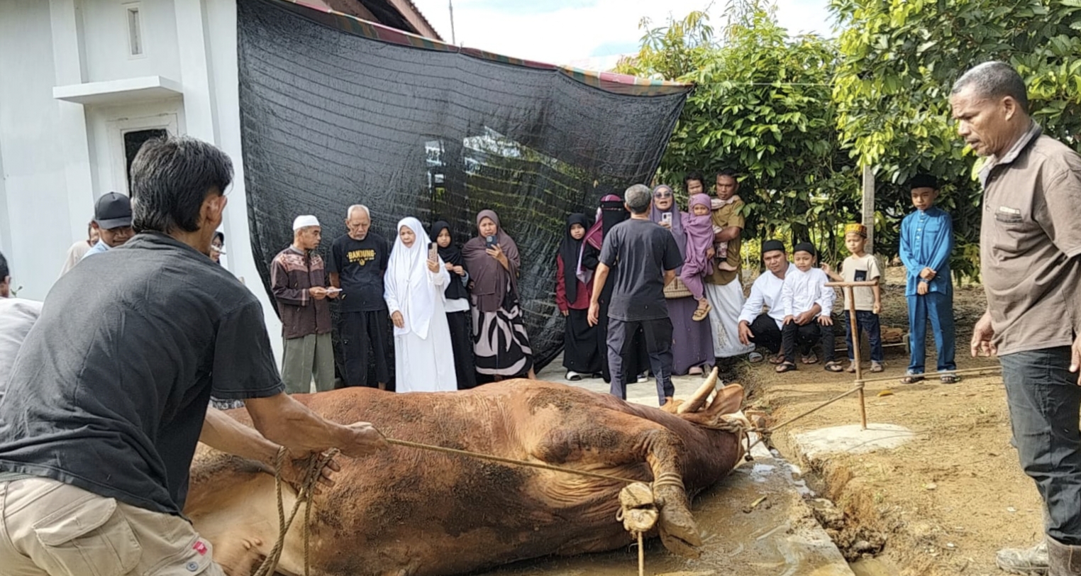 Tradisi Arisan Sapi, Warga Kampung Air Tenang Sembelih 15 Ekor Sapi Kurban