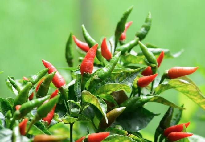 Kabar Gembira, Harga Cabai Rawit di Bener Meriah Tembus Rp 65 Ribu/Kg