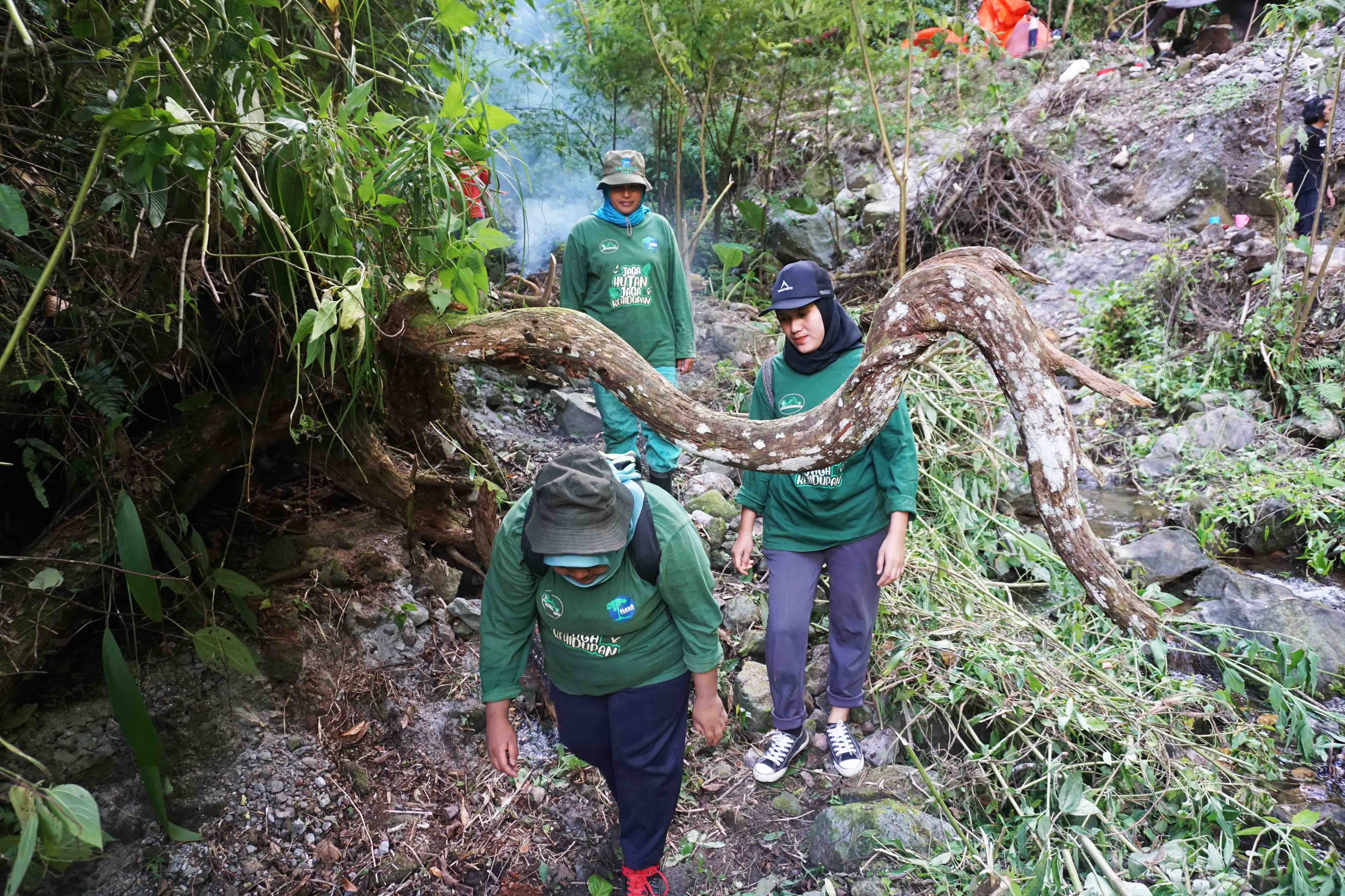 Pelindung Hutan Damaran Baru