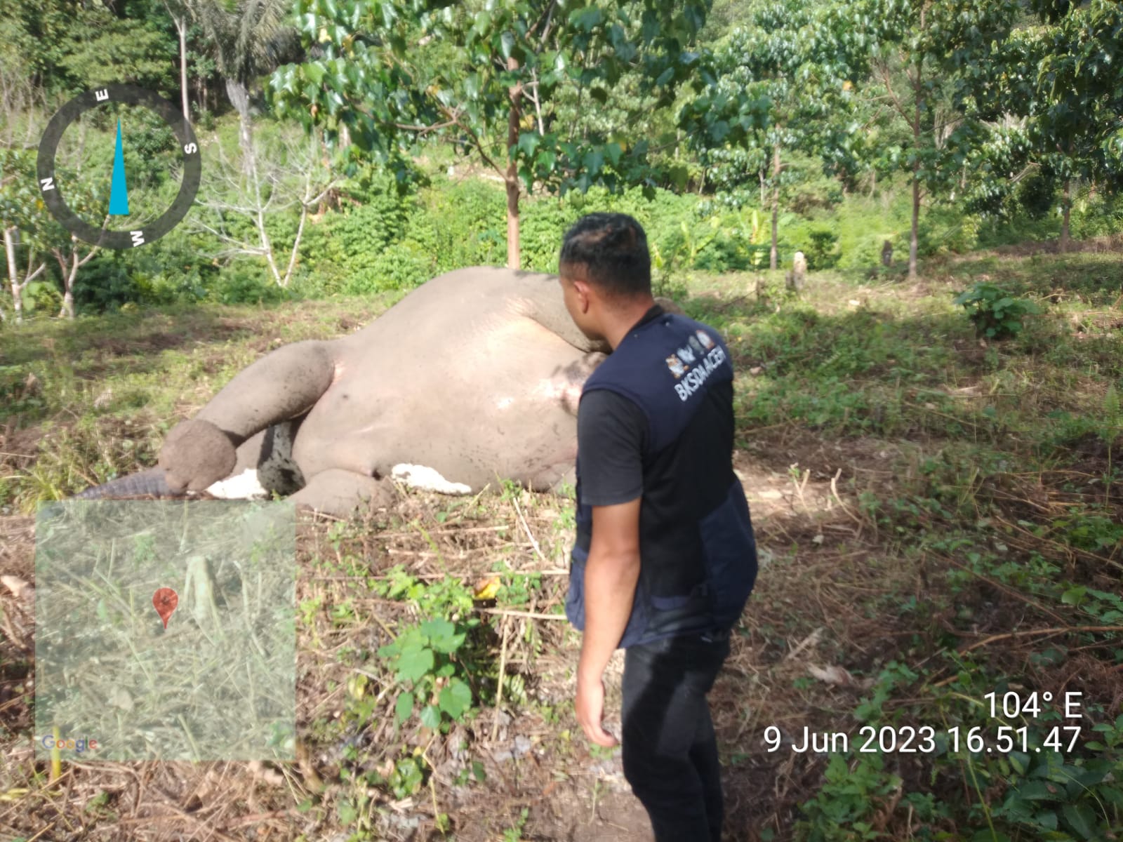 Satu Ekor Gajah Sumatera Ditemukan Mati di Aceh Tengah
